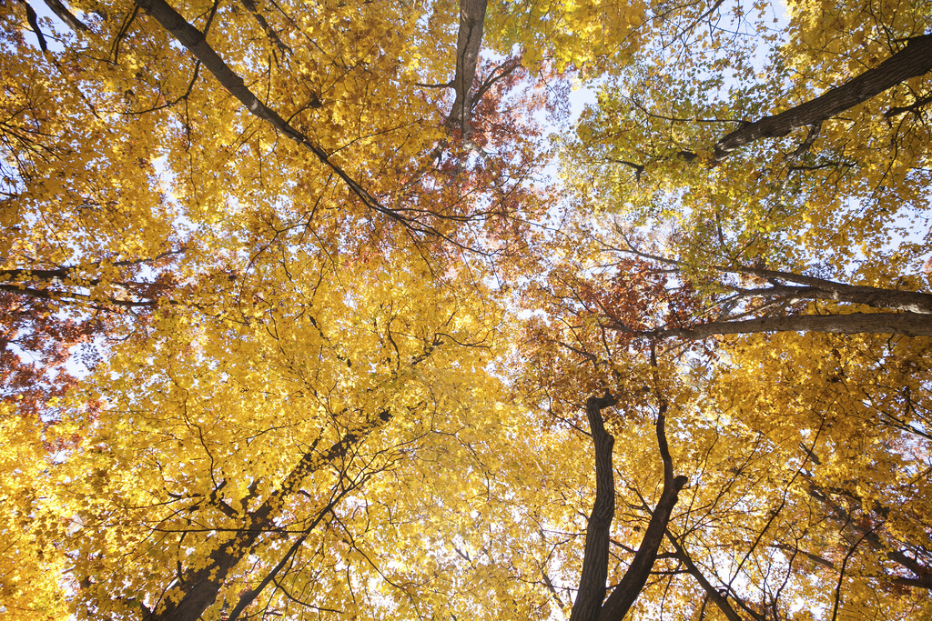 For brilliant foliage, look no further than native trees | News, Sports ...